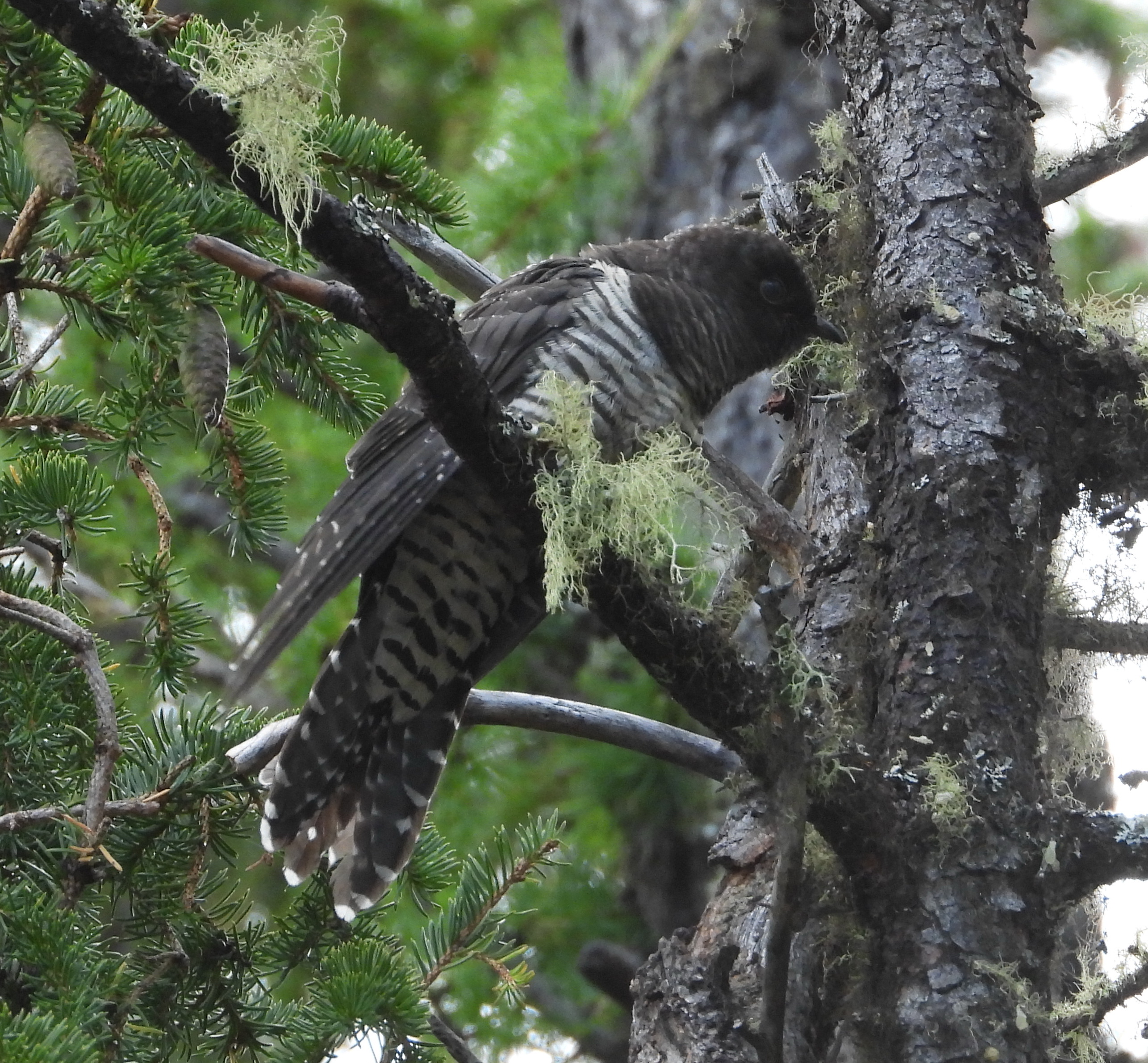 Thorsten Harder Ханамал хөхөө - Cuculus optatus 2022.08.24