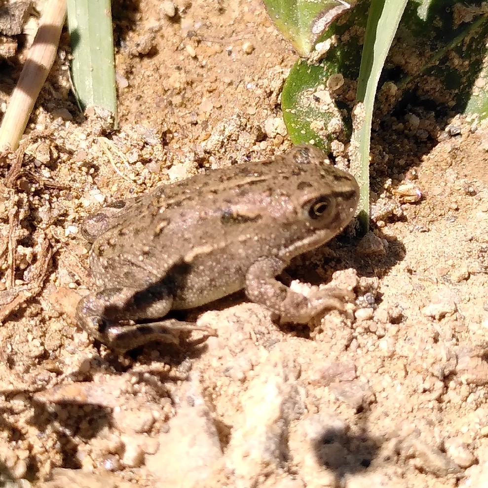 Mongolian Biodiversity