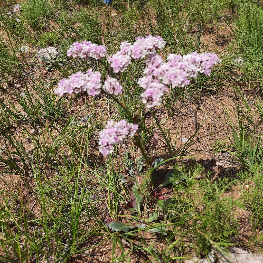 Mongolian Biodiversity