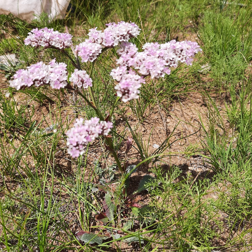 dani Goniolimon speciosum 2022.08.01