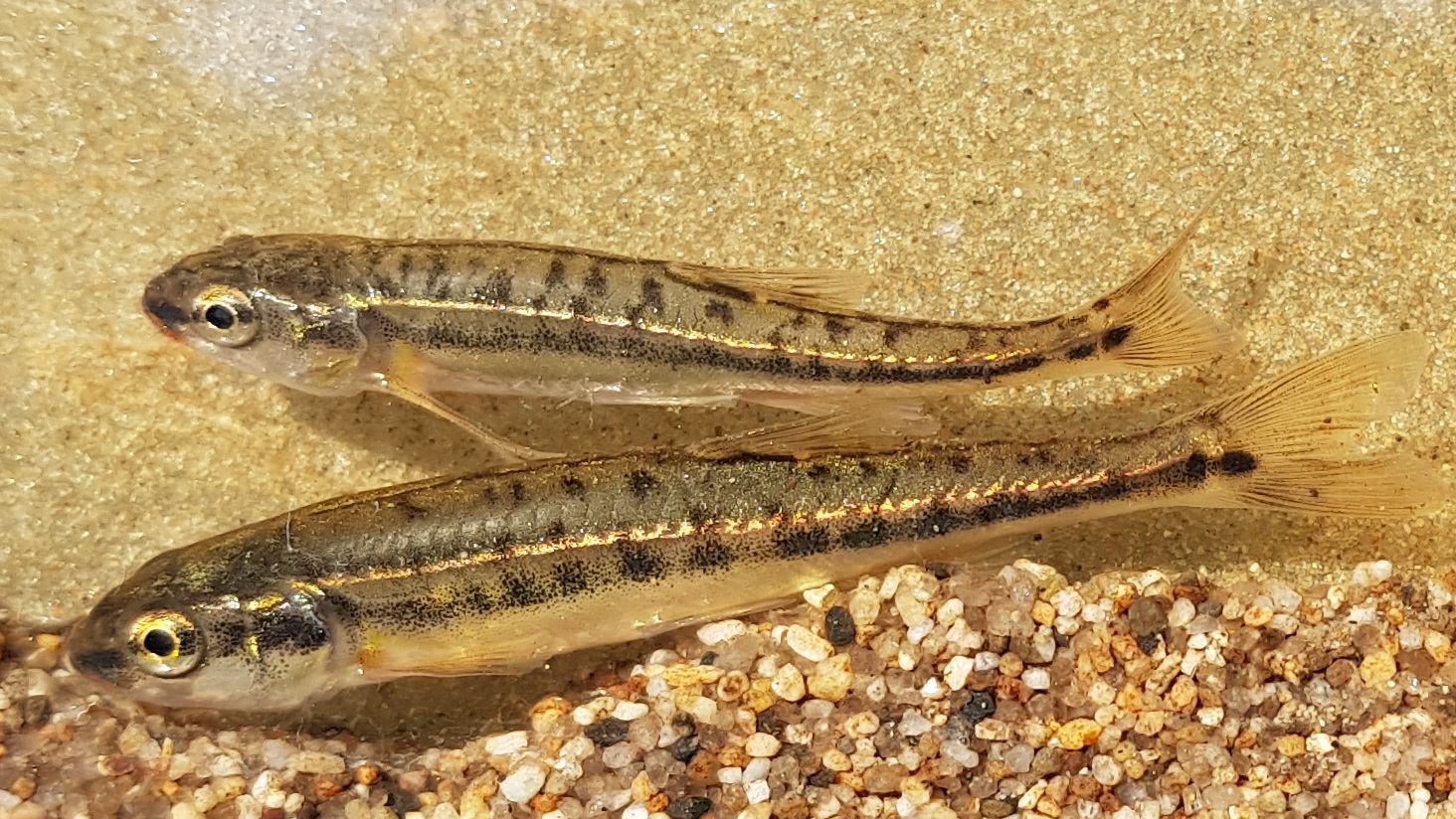 Thorsten Harder Phoxinus phoxinus 2020.07.16